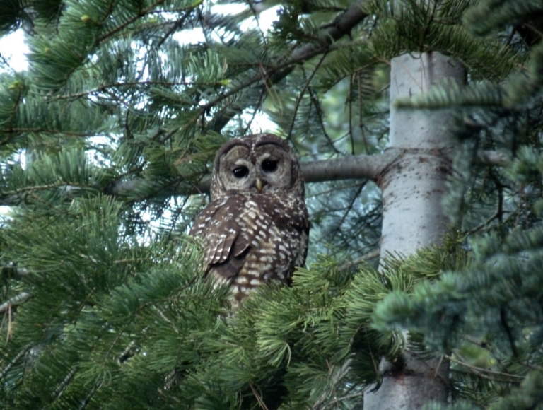 Digital Acoustic Owl Monitoring - Tahoe Fund