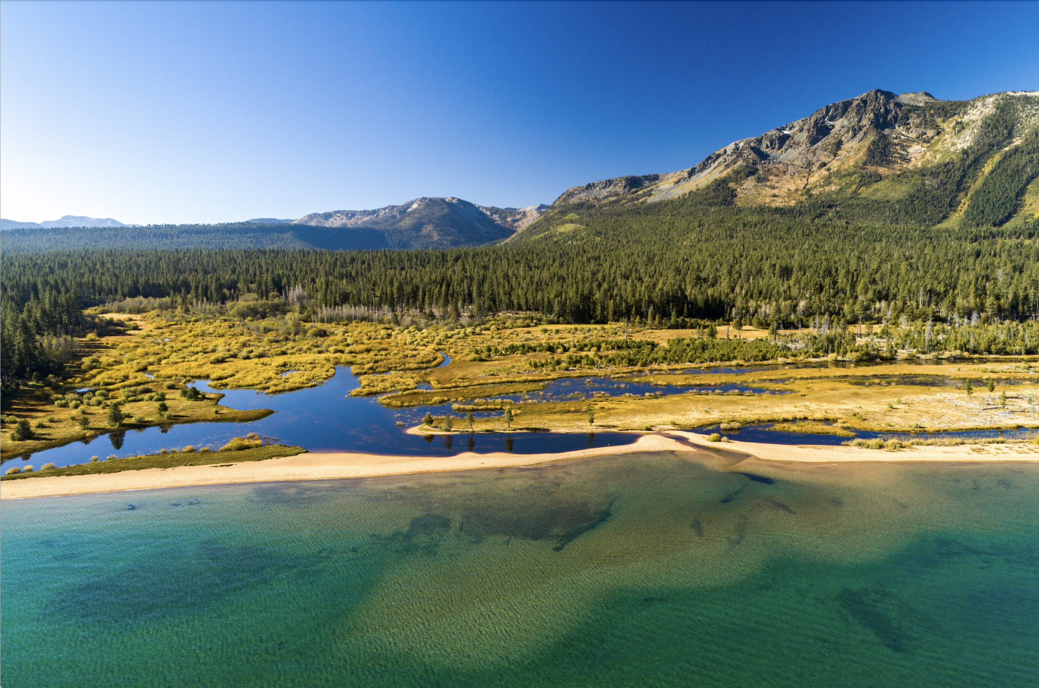 Largest Invasive Plant Removal Project in Tahoe Now Complete - Tahoe Fund